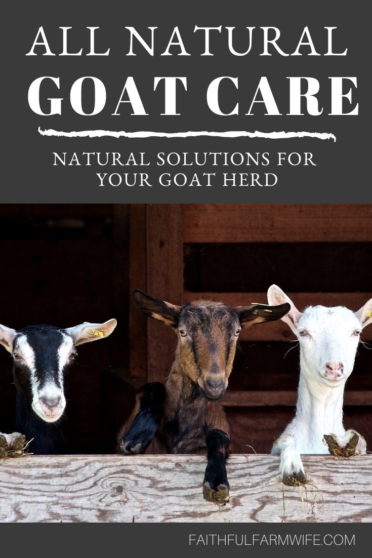 Natural Goat Care Solutions that You Need to Know About - Mama on the ...
