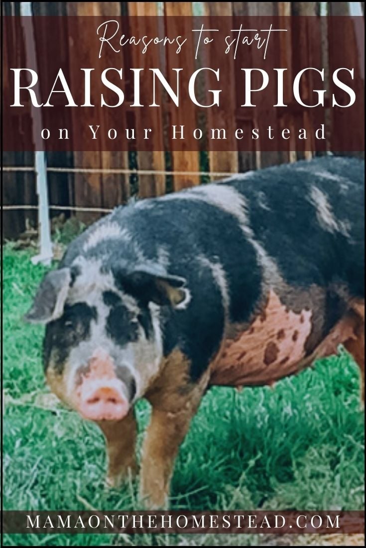 7 Reasons to Raise Pigs on Your Homestead - Mama on the Homestead