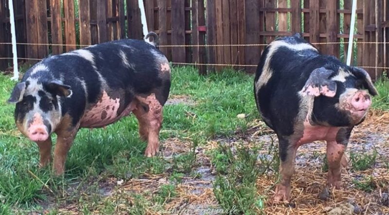 7 Reasons to Raise Pigs on Your Homestead - Mama on the Homestead