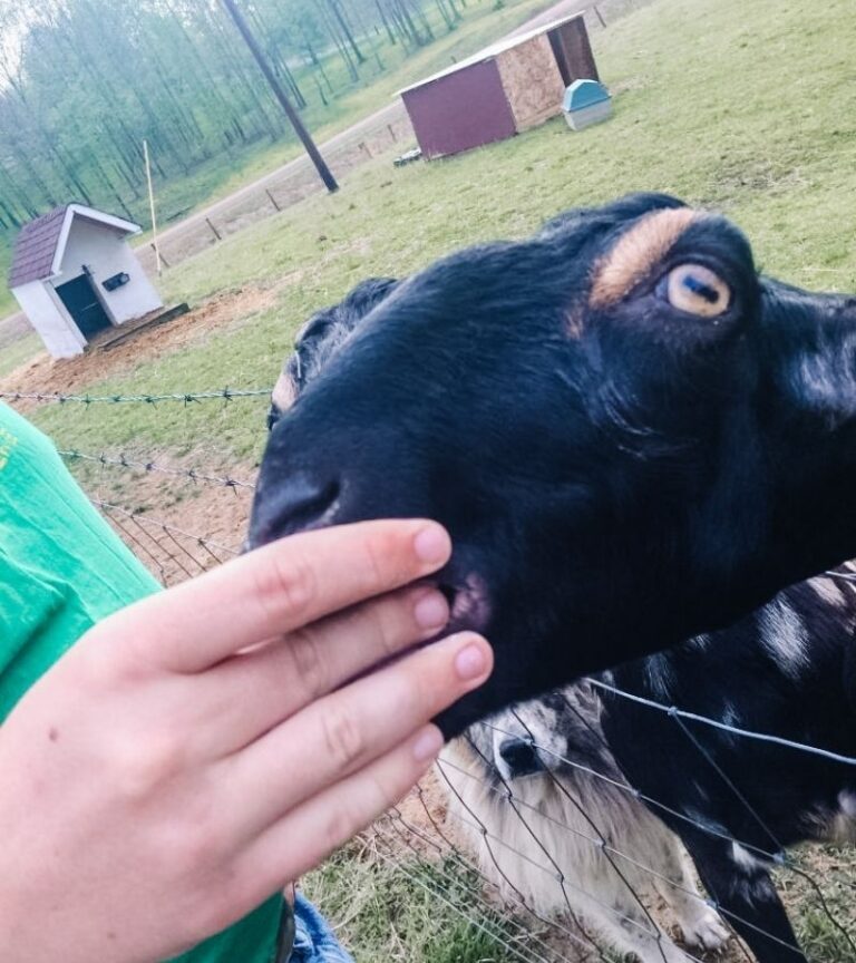 What You Need to Know About Giving Copper Bolus - Mama on the Homestead