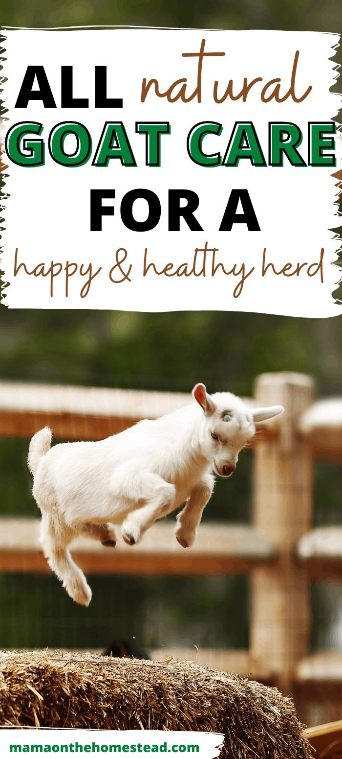 Natural Goat Care Solutions that You Need to Know About - Mama on the ...