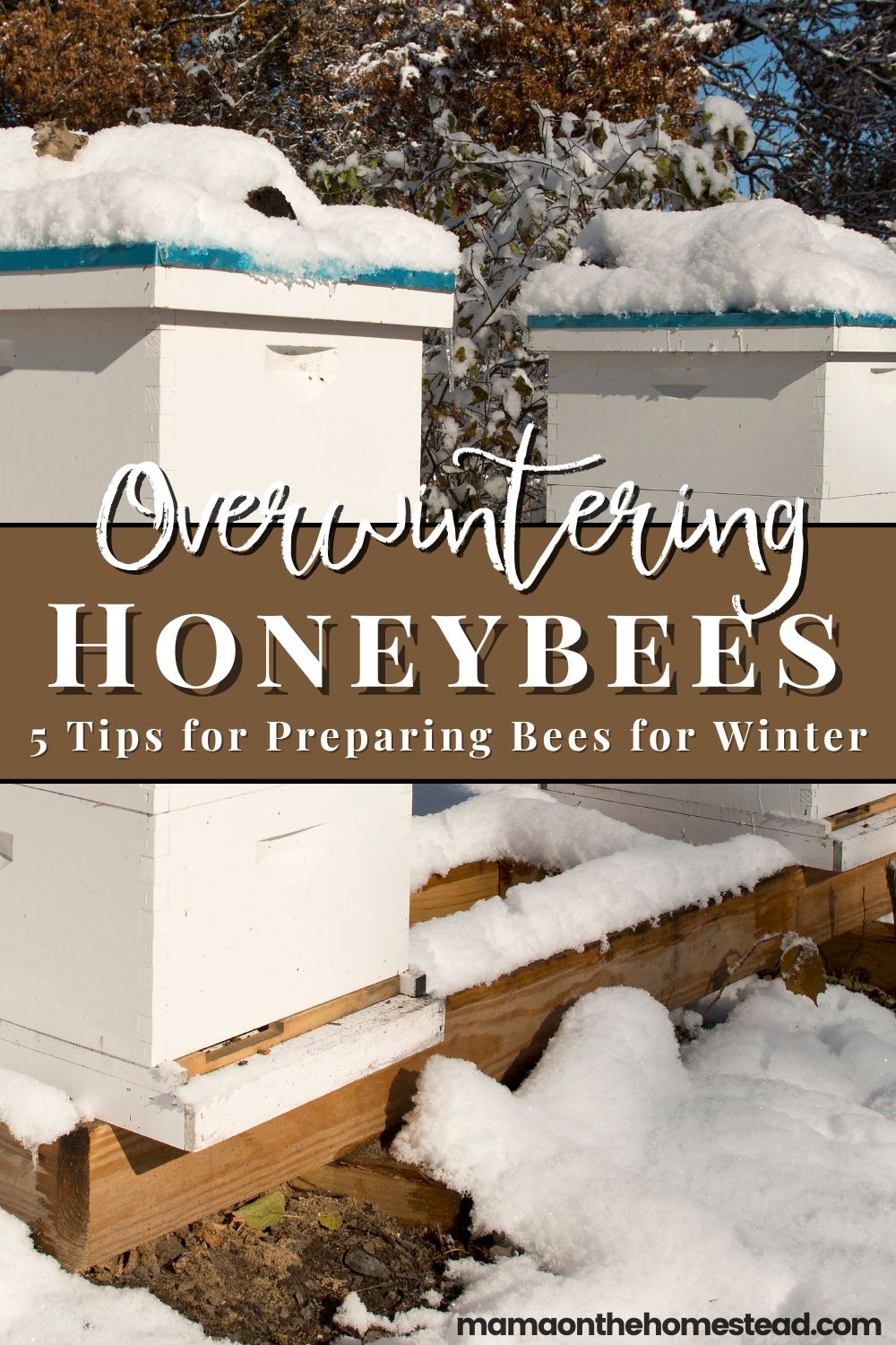 Overwintering Honeybees: 5 Tips to prepare for winter - Mama on the ...