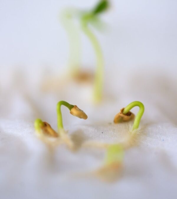 Saving Seeds for a DIY Seed Bank - Mama on the Homestead