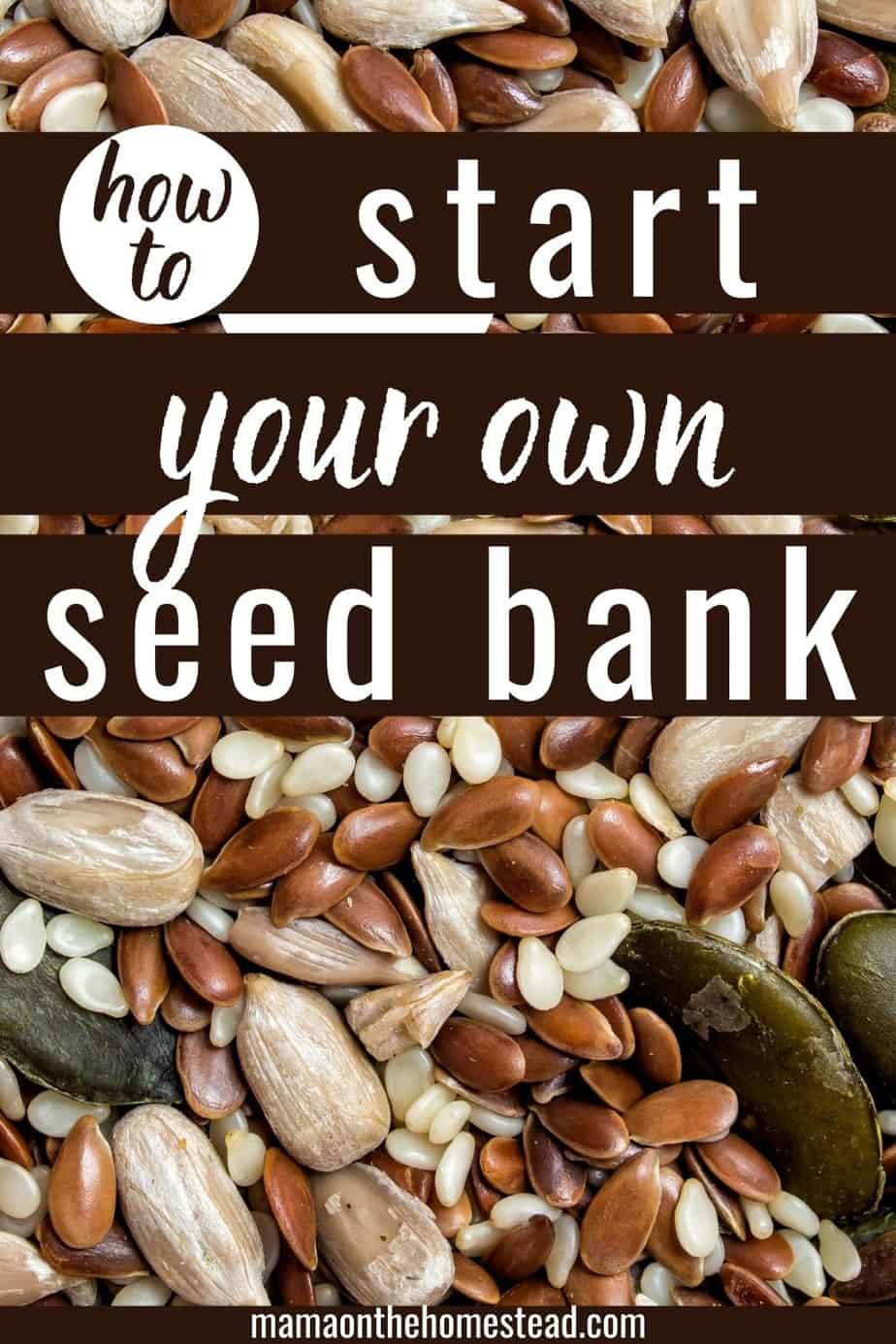 Saving Seeds for a DIY Seed Bank - Mama on the Homestead