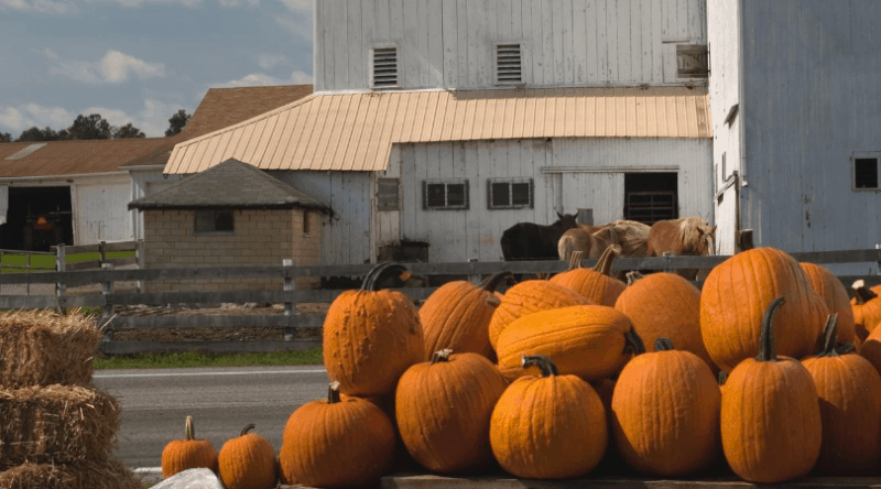 22 of the Best Fall Farm Fest Activities, Food, & Decorations - Mama on ...