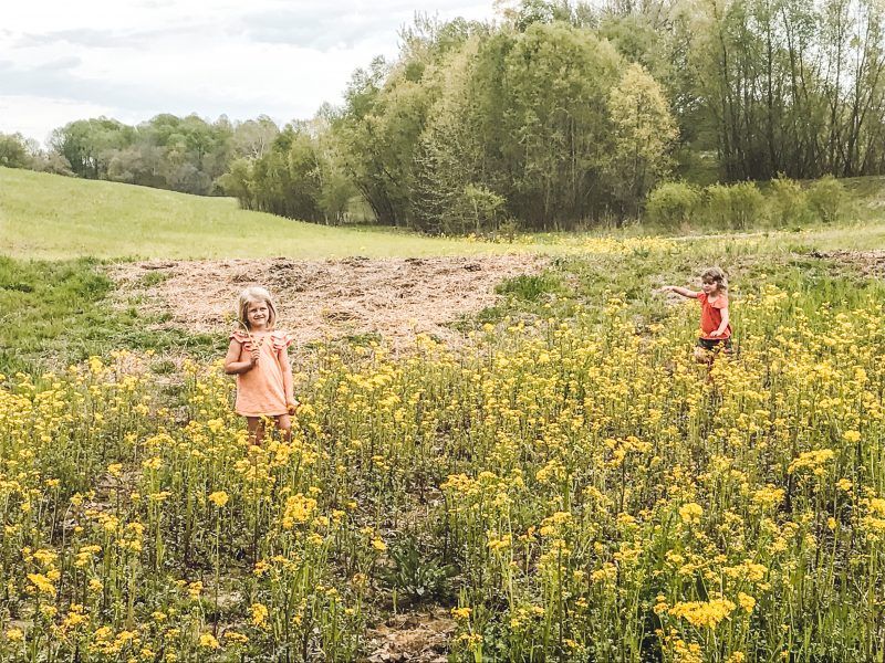 19+ of the Best Summer Family Activities - Mama on the Homestead