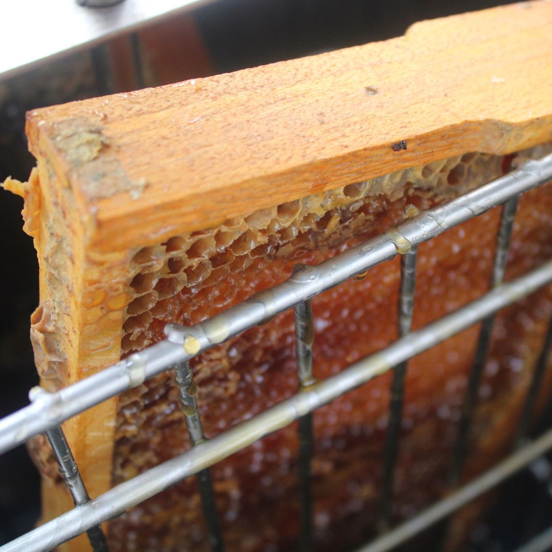 How to Extract Honey from Backyard Beehives - Mama on the Homestead