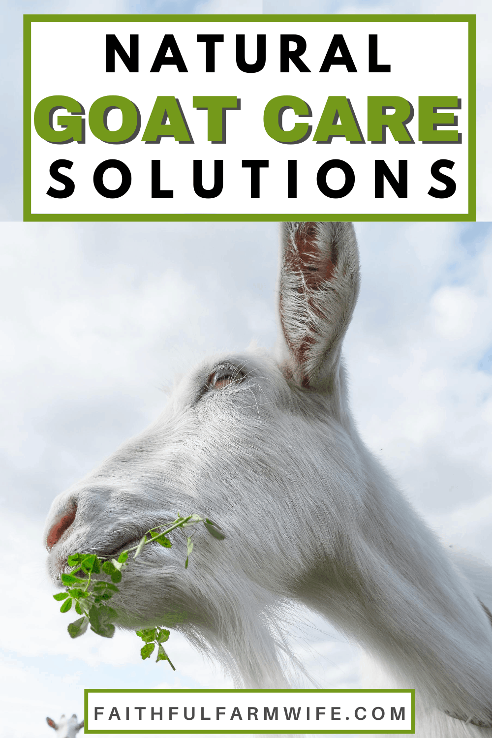 Natural Goat Care Solutions that You Need to Know About - Mama on the ...