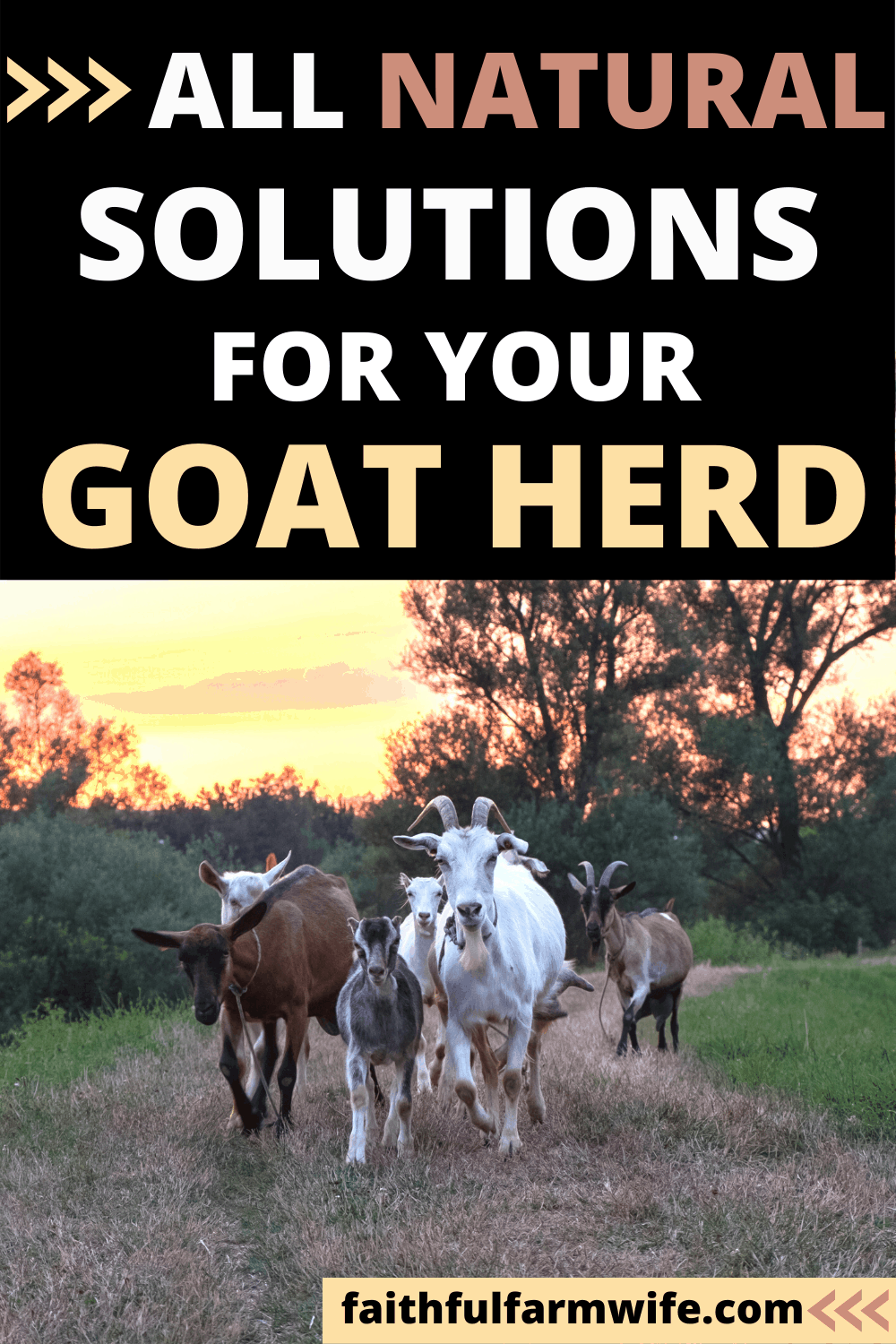Natural Goat Care Solutions that You Need to Know About - Mama on the ...