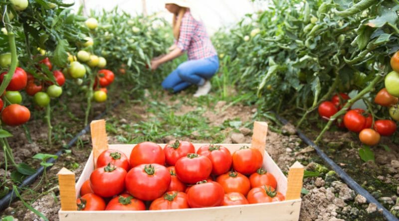 20+ Helpful Beginner Gardening Tips & Resources - Mama on the Homestead