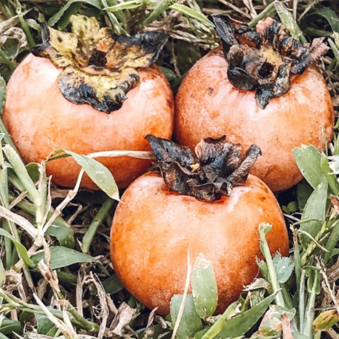 How to Make a Sweet Southern Persimmon Pie - Mama on the Homestead