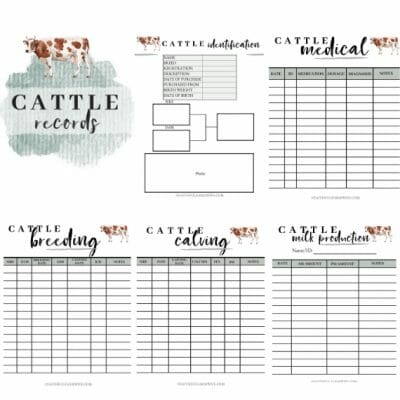 The Cattle Record Book: PDF | Mama on the Homestead