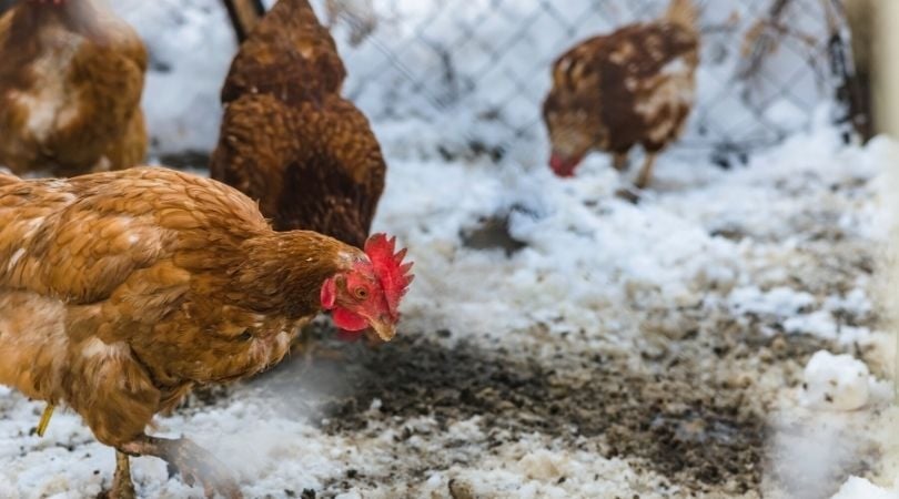 Winter Chicken Treats: Homemade Lard Cakes or Suet Cakes - Mama on the ...