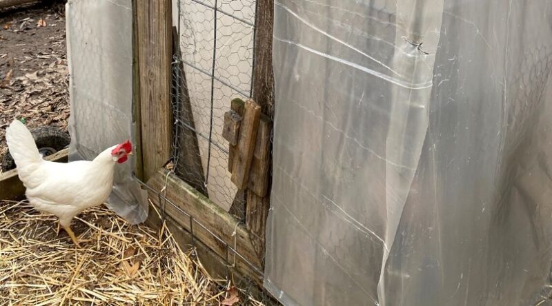 How to Winterize a Chicken Tractor - Mama on the Homestead