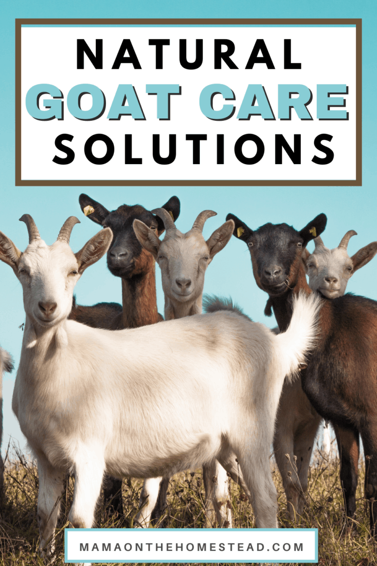 Natural Goat Care Solutions that You Need to Know About - Mama on the ...