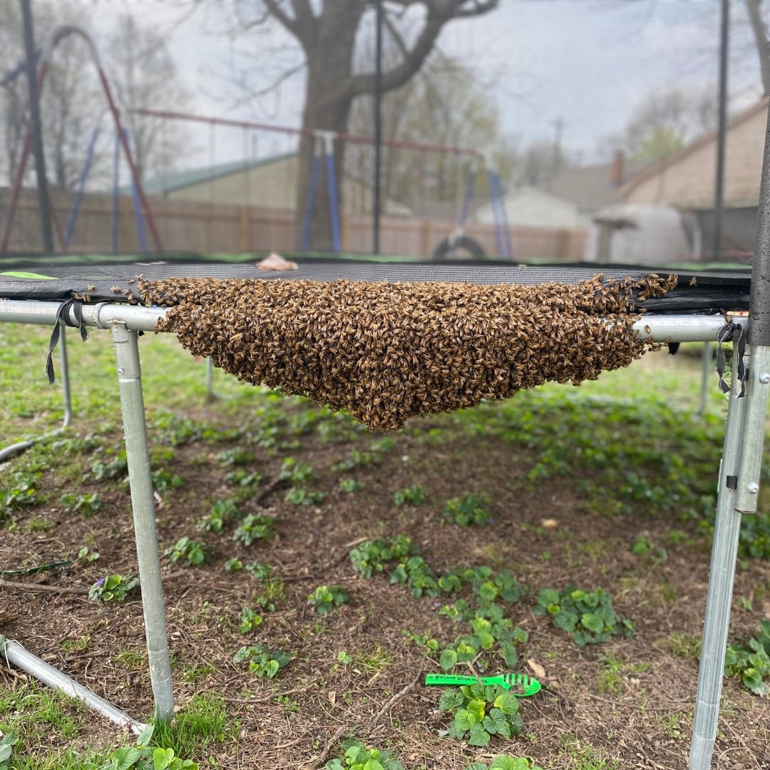 How to Catch a Wild Bee Swarm: 12 Important Things to Know - Mama on the Homestead