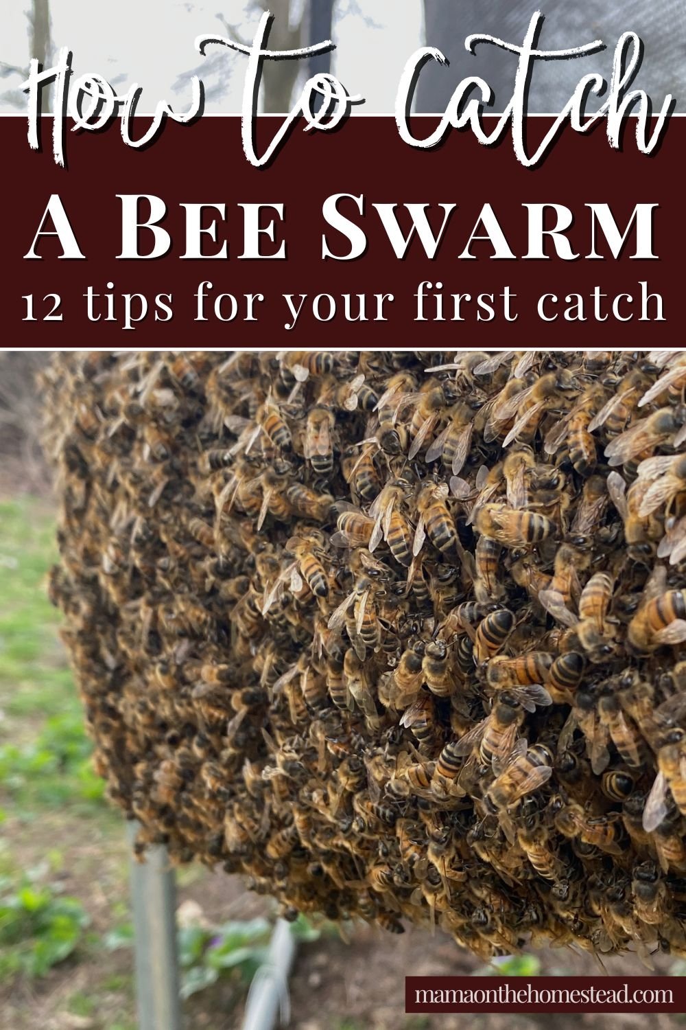 How to Catch a Wild Bee Swarm: 12 Important Things to Know - Mama on ...