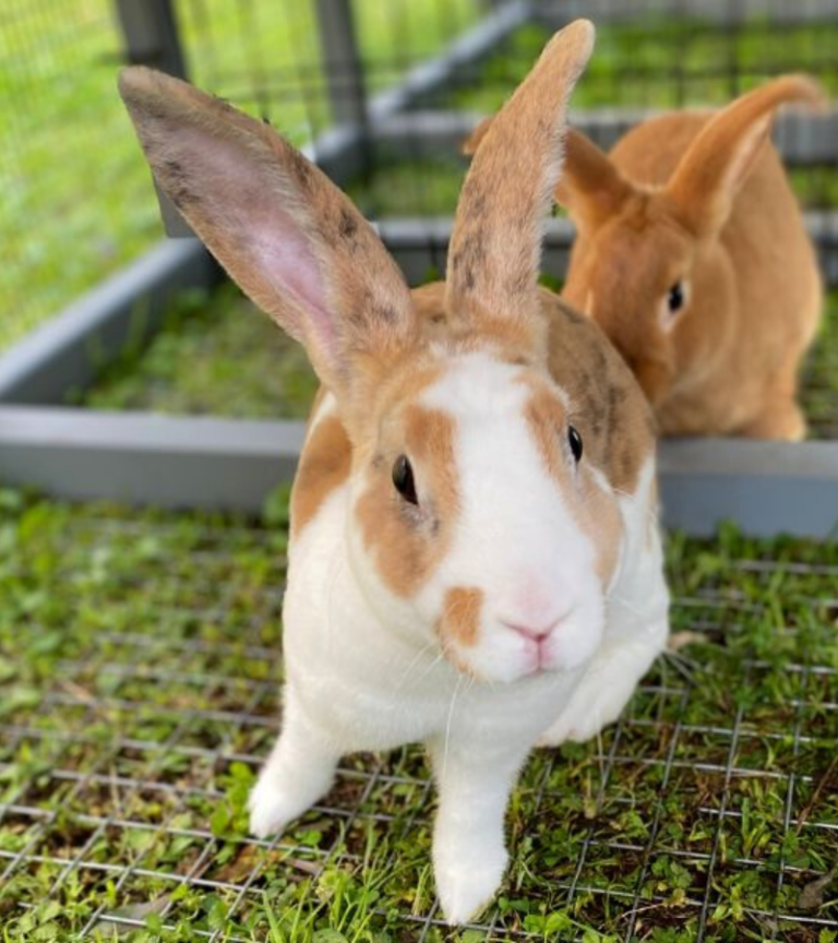 30+ Basic Homestead Skills You Need to Learn - Mama on the Homestead