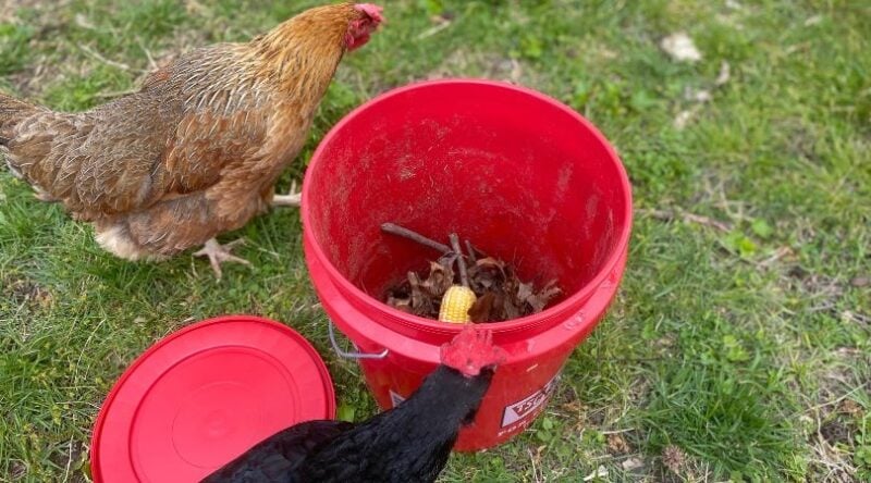 How to Make a DIY Bucket Chicken Nest Box - Mama on the Homestead