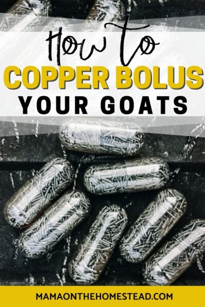 What You Need to Know About Giving Copper Bolus - Mama on the Homestead