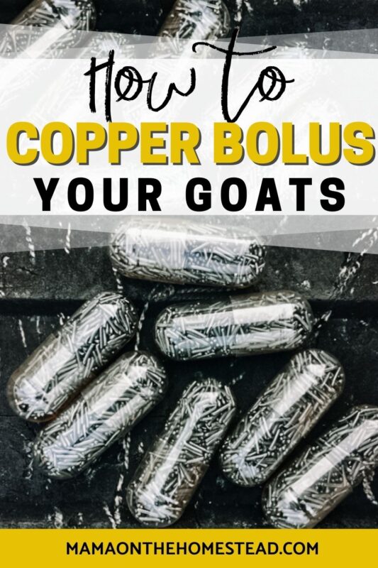 What You Need to Know About Giving Copper Bolus - Mama on the Homestead