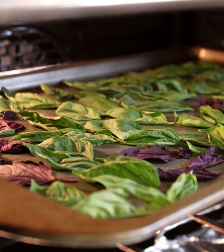 How to Dry Basil in the Oven: 7 Simple Steps - Mama on the Homestead