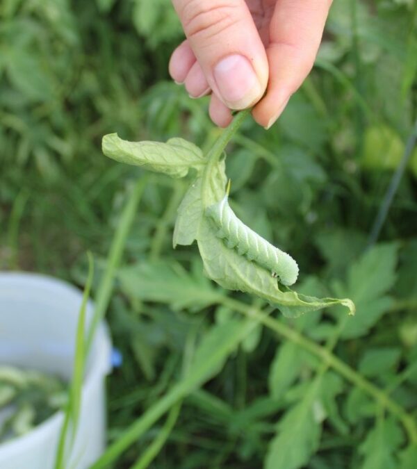 All About Tomato Hornworms - Mama on the Homestead