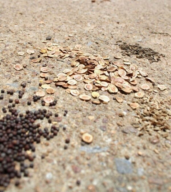 Saving Seeds for a DIY Seed Bank - Mama on the Homestead