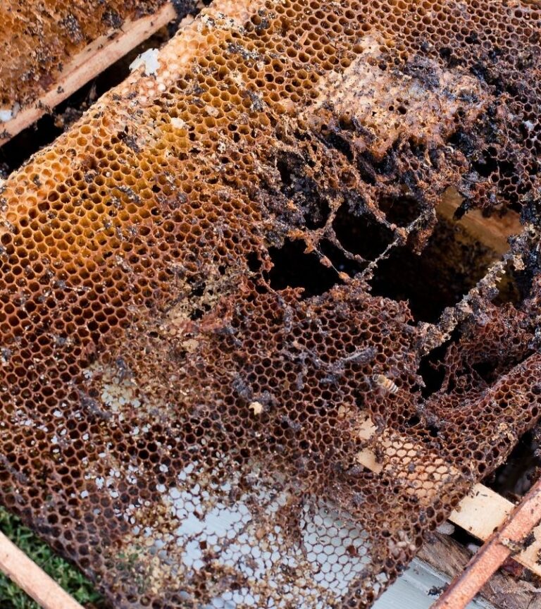 6 Common Honey Bee Pests to Watch For - Mama on the Homestead