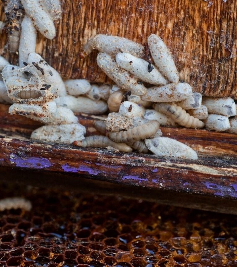 6 Common Honey Bee Pests to Watch For - Mama on the Homestead