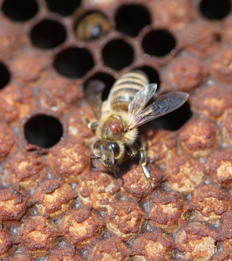 6 Common Honey Bee Pests to Watch For - Mama on the Homestead