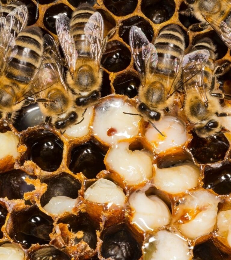 6 Common Honey Bee Pests to Watch For - Mama on the Homestead