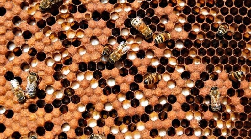 6 Common Honey Bee Pests to Watch For - Mama on the Homestead