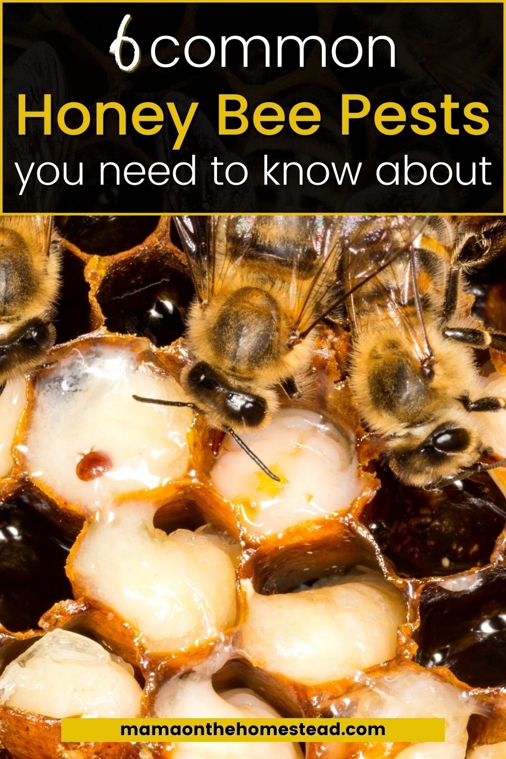 6 Common Honey Bee Pests to Watch For - Mama on the Homestead