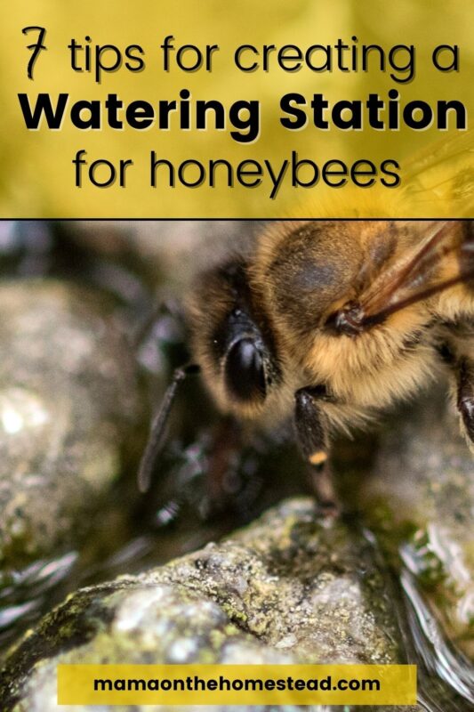 7 Tips for Creating a Bee Watering Station - Mama on the Homestead