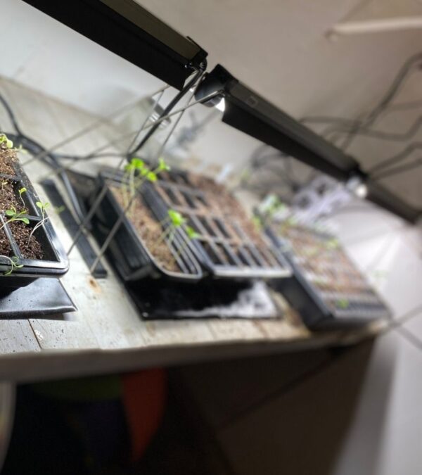 10 Essential Seed Starting Supplies - Mama on the Homestead