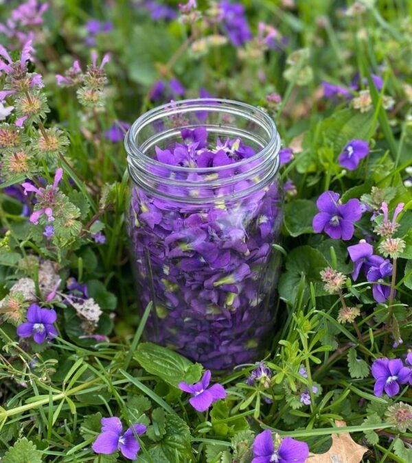 How to Make a Wild Violet Tea Recipe - Mama on the Homestead