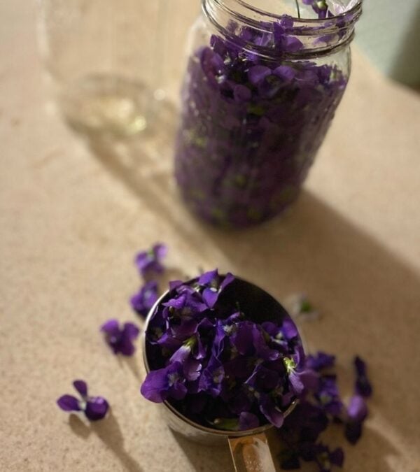 How to Make a Wild Violet Tea Recipe - Mama on the Homestead