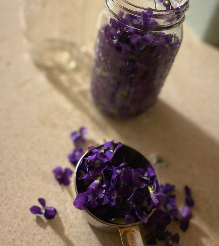 How to Make a Wild Violet Tea Recipe - Mama on the Homestead