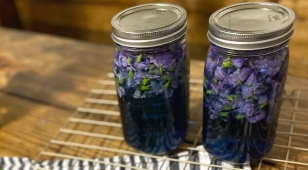 How to Make a Wild Violet Tea Recipe - Mama on the Homestead