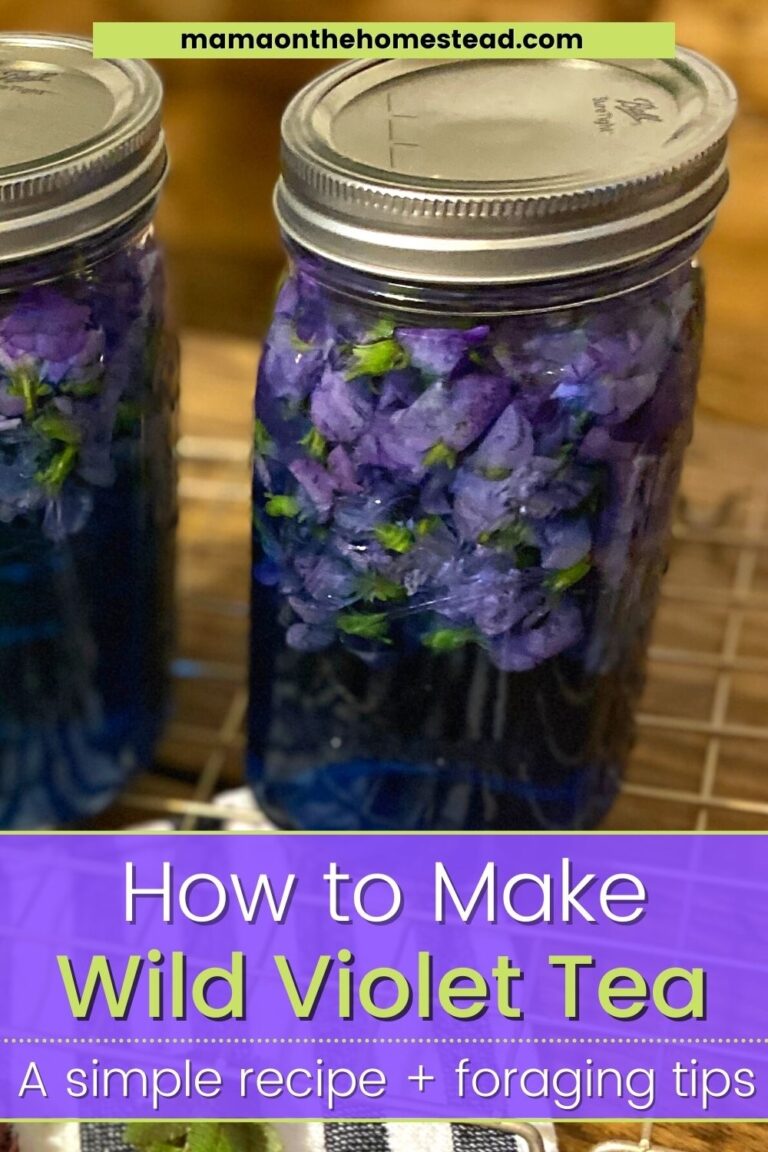 How to Make a Wild Violet Tea Recipe - Mama on the Homestead