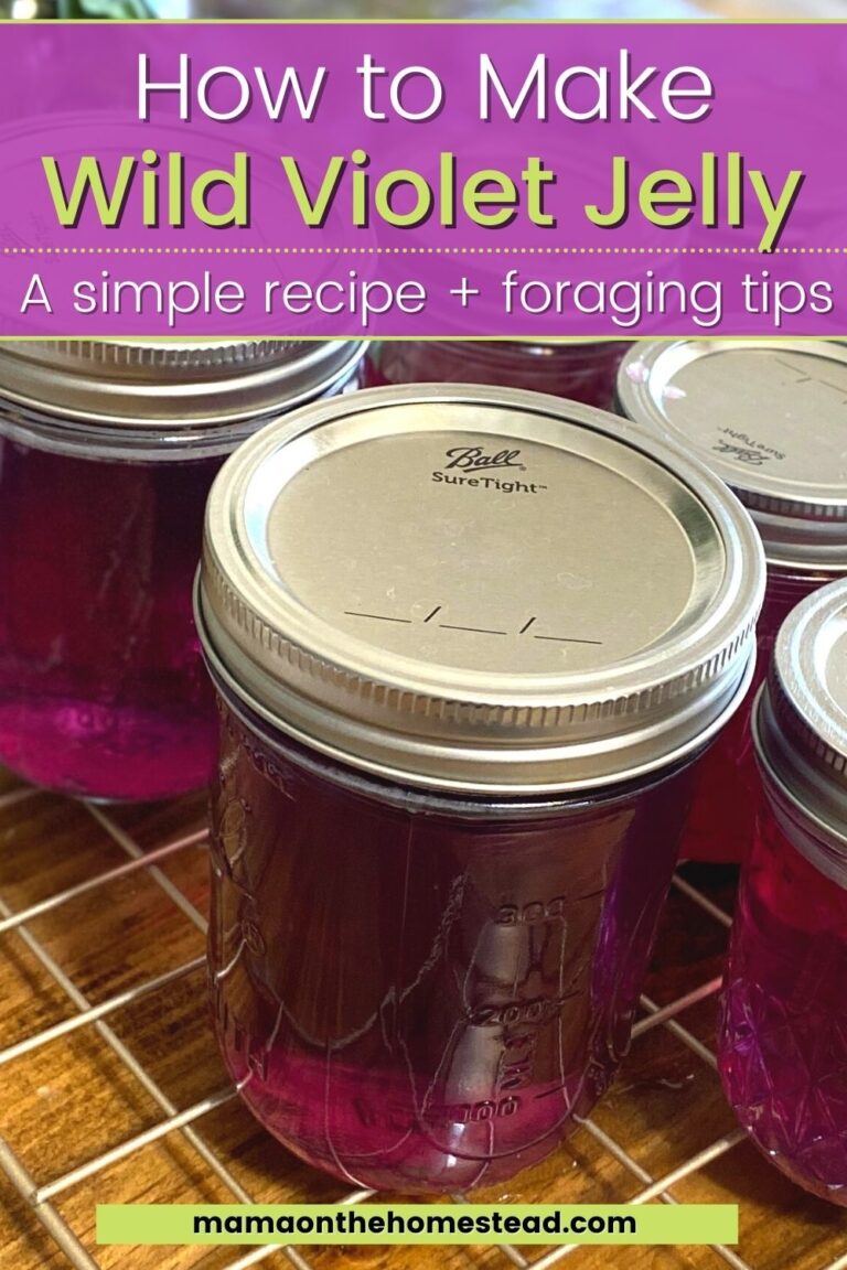 Wild Violet Jelly Recipe & Foraging Tips - Mama on the Homestead