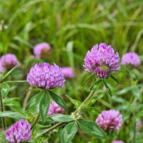 16 Common Wild Edible Plants and Their Uses - Mama on the Homestead