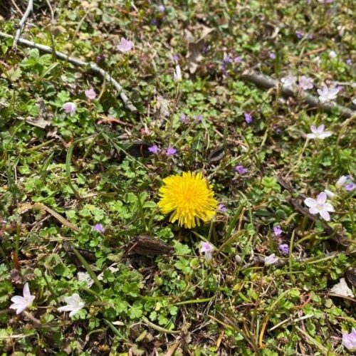 13 Tips for Foraging Wild Edibles - Mama on the Homestead