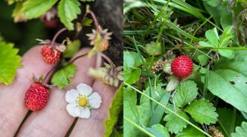 16 Common Wild Edible Plants and Their Uses - Mama on the Homestead
