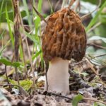 Common Wild Edible Lookalikes - Mama on the Homestead
