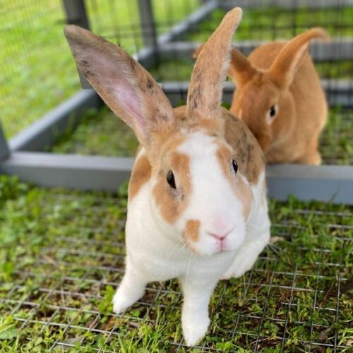 The Basics of Raising Meat Rabbits - Mama on the Homestead