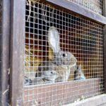 The Basics of Raising Meat Rabbits - Mama on the Homestead