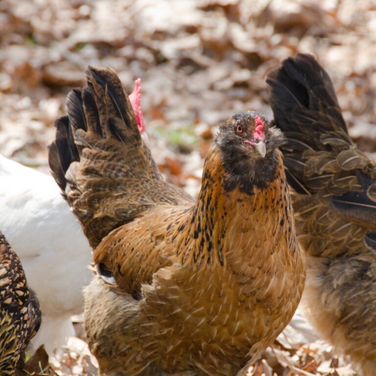 Choosing a Chicken Breed for the Homestead - Mama on the Homestead