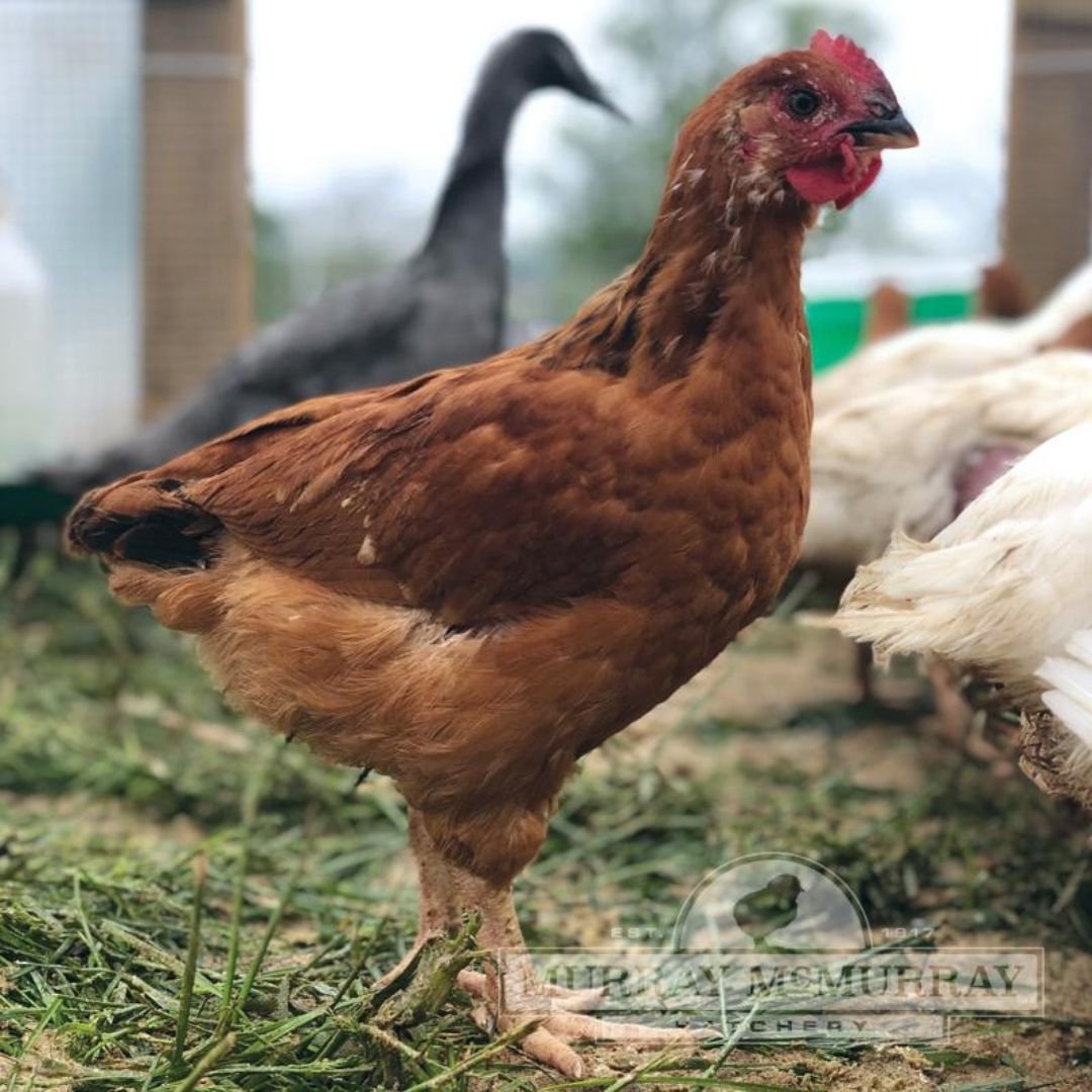 Choosing a Chicken Breed for the Homestead - Mama on the Homestead